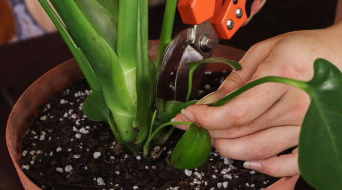 (When & Why) How to Prune Monstera+Video