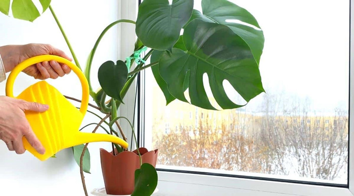How Much & How Often to Water Monstera Plant?