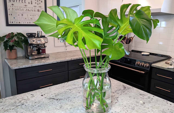 Can Monstera Survive in Water Alone? Expert Insights and Tips