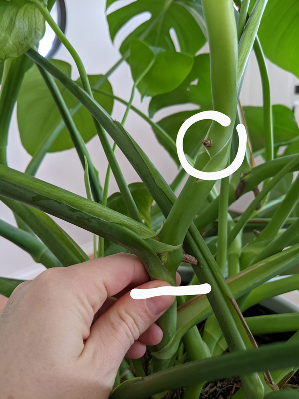 (When & Why) How to Prune Monstera+Video