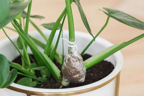 How to Propagate Monstera? A 101 guide for beginners