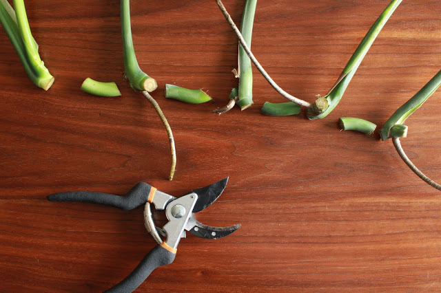 How to Propagate Monstera? A 101 guide for beginners