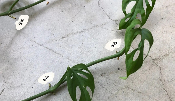 2 easy methods on where to take Monstera cuttings!
