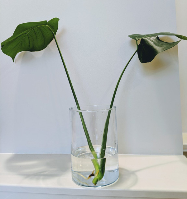 How to Propagate Monstera? A 101 guide for beginners