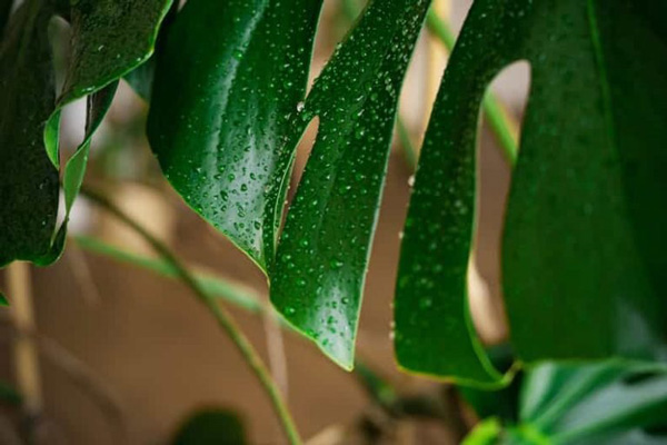 What Humidity Does a Monstera Need?+8 tips to boost moisture