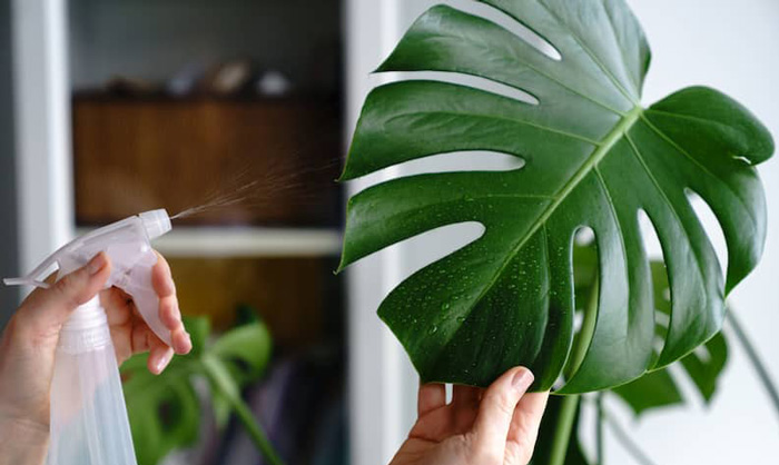 What Humidity Does a Monstera Need?+8 tips to boost moisture