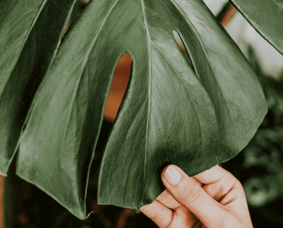 A Guide to Staking and Tying Up Your Monstera Plant